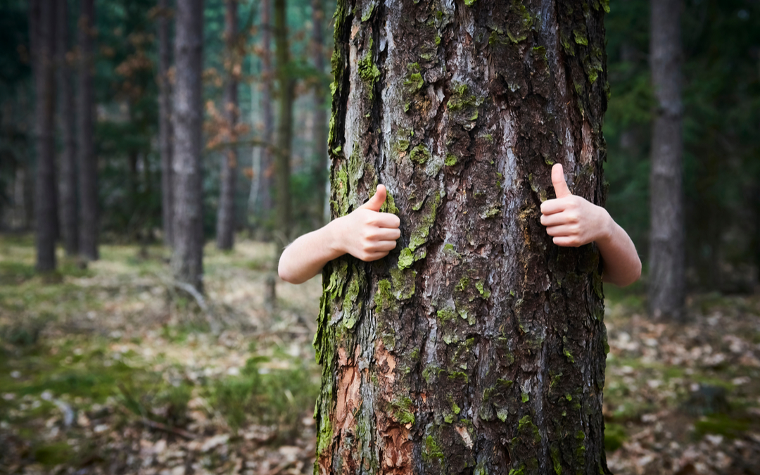 6 spannende Aktivitäten im Wald - phase6 Magazin